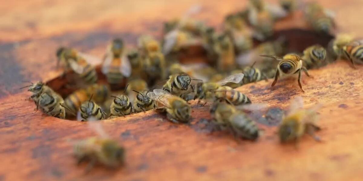 MSU researchers use honeybees to detect lung cancer MSU researchers use honeybees to detect lung cancer